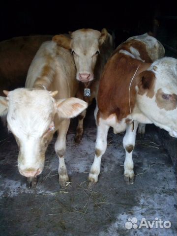 Бычки симменталы до 1 года