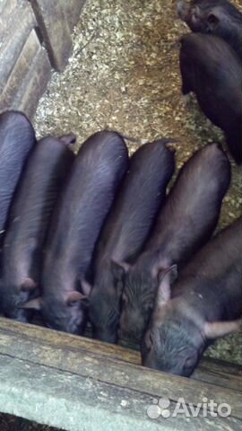 Вьетнамские вислобрюхие поросята