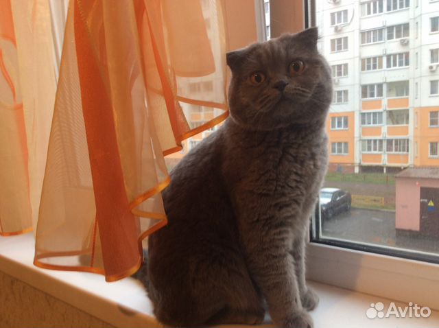 Британский котик для вязки
