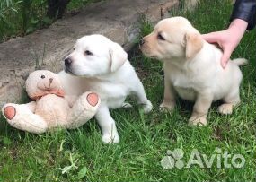 Продаются щенки лабрадора