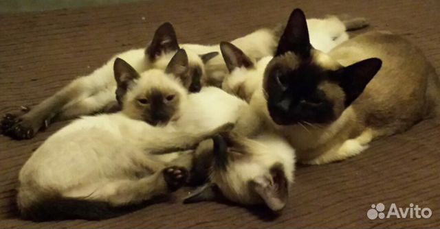 Замечательные тайские котятки