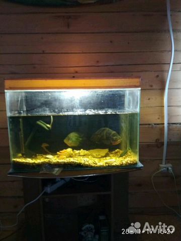 Аквариумная рыбка даром