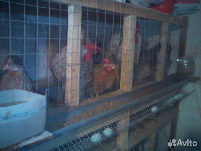 Цыплята Легбар Маран Араукана Амераукана