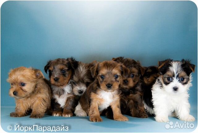 Разноцветные йорки