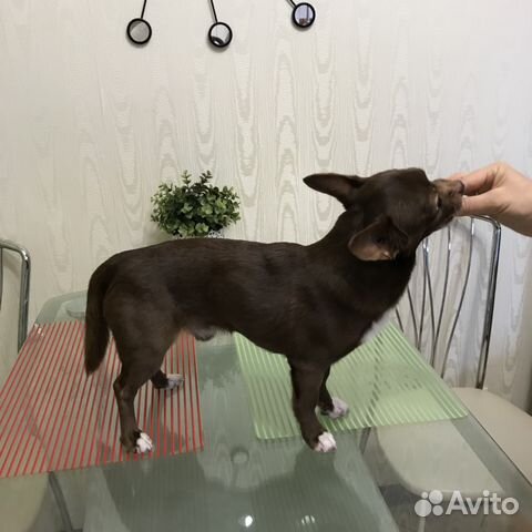 Чихуахуа вязка
