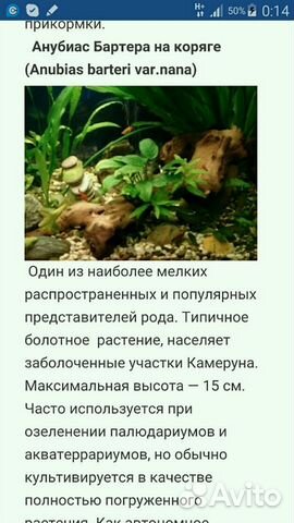 Аквариумные растения