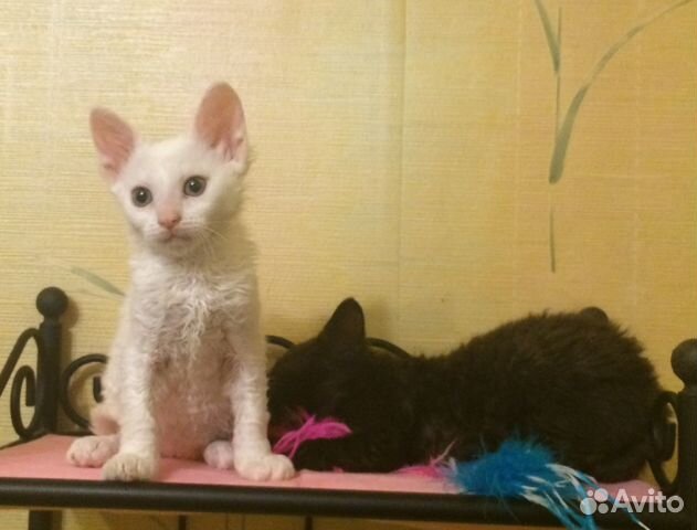 Забавные кудряшки) Радость общения без аллергии