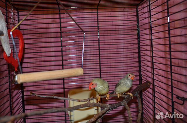 Пара астрильд