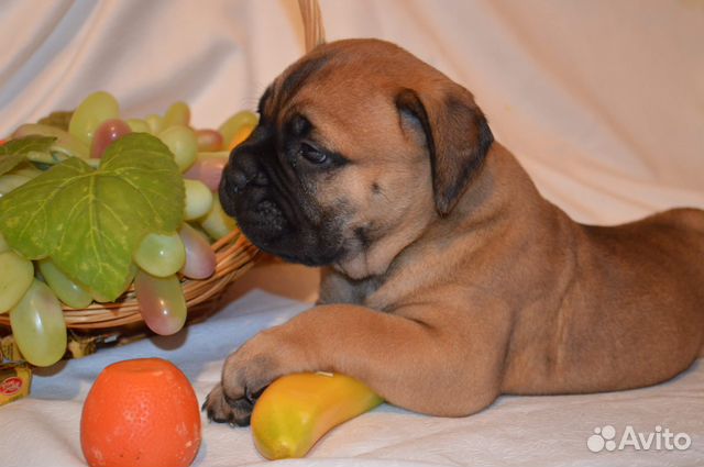 Бульмастифы