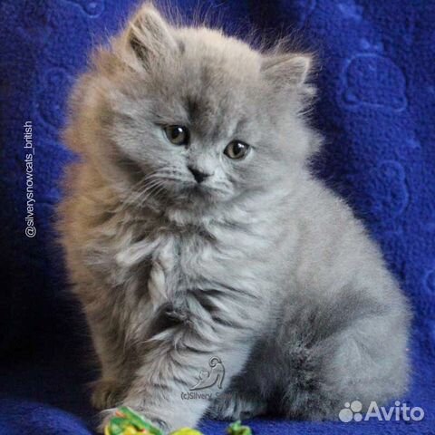 Британские голубые длинношерстные котята