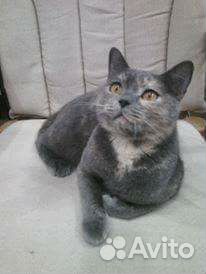 Кошечка ищет дом