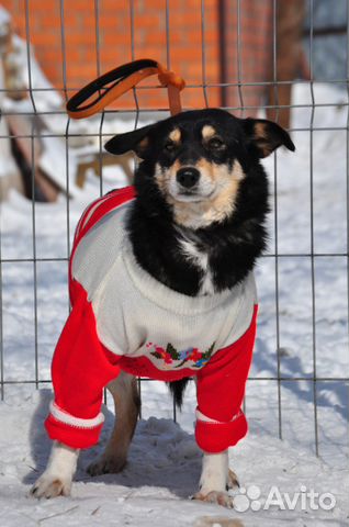 Молодая собачка Клепа