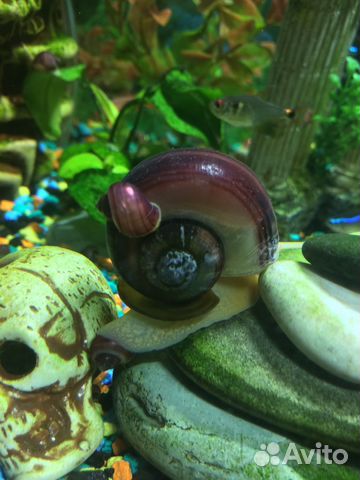 Улитки Ампулярии