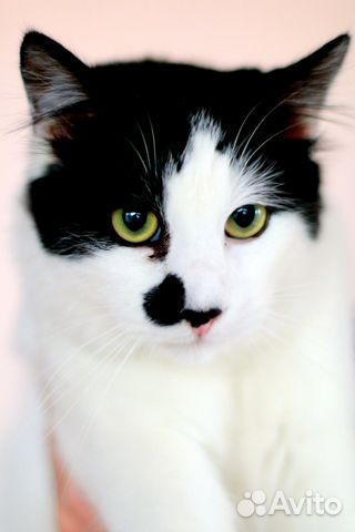 Котик Найк