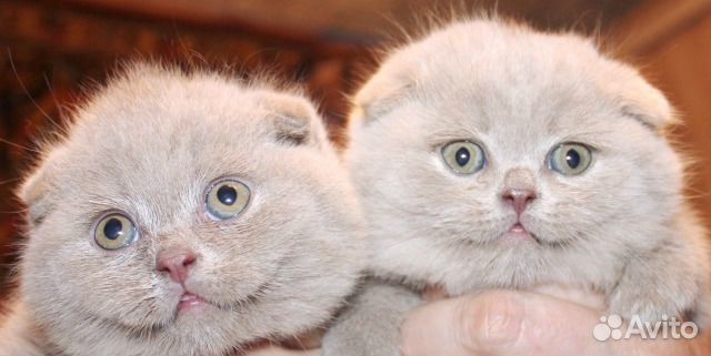 Шотландские вислоухие котята