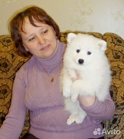 Продам девочек и мальчиков Японского Шпица