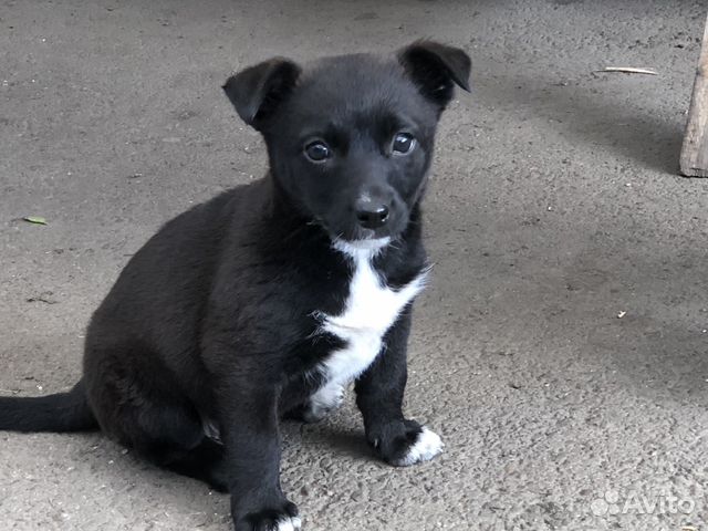 Щенок в добрые руки