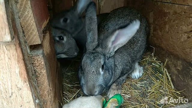 Мясо кролика деревенского