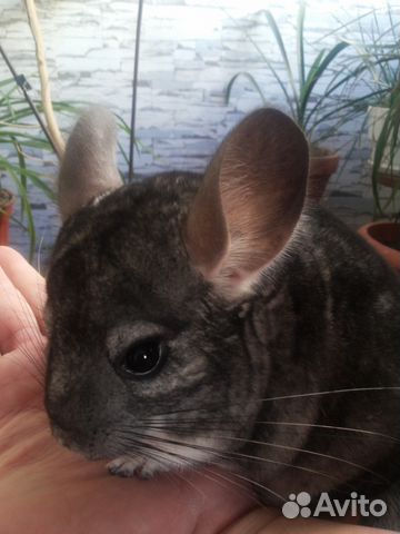 Продам милых шиншиллят
