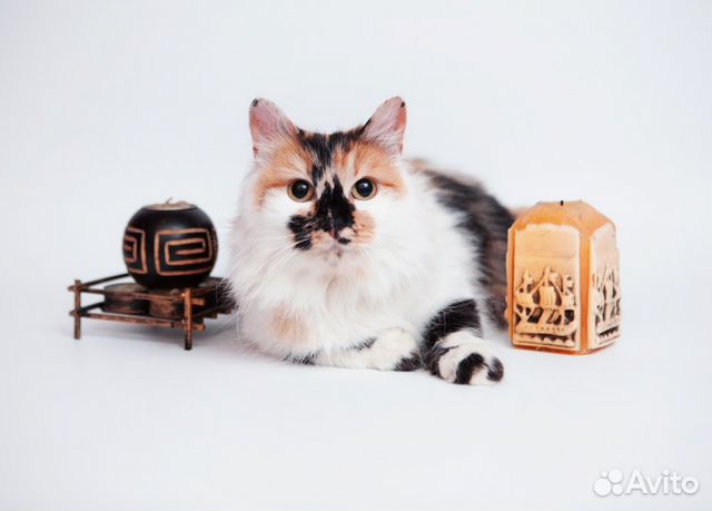 Кошка Матильда