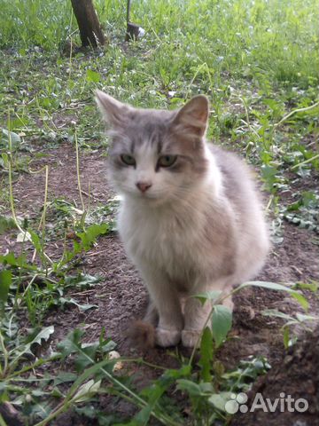 Мусечка, нежная лапулька