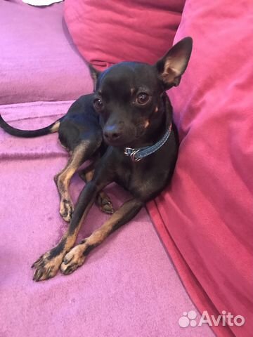 Вязка Той-терьер мальчик