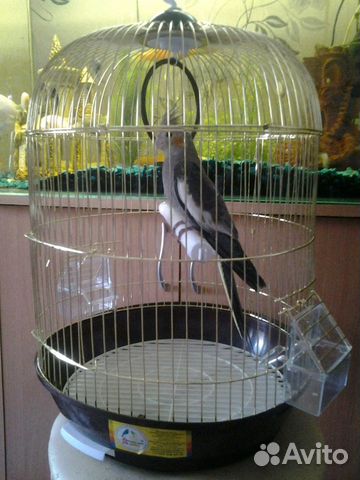 Корелла с новой клеткой 33 53 см