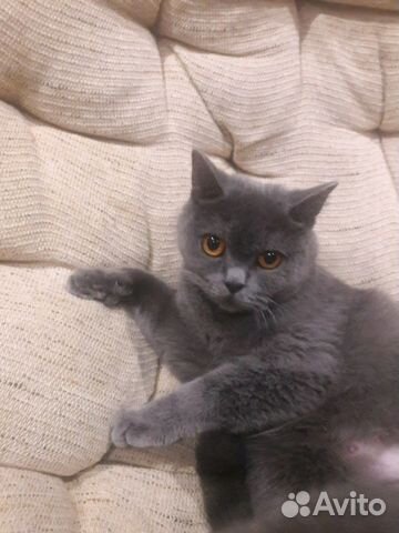 Британская