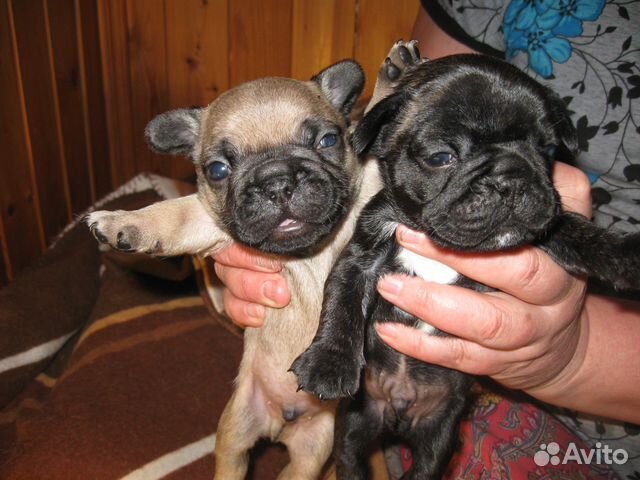 Сладкая парочка