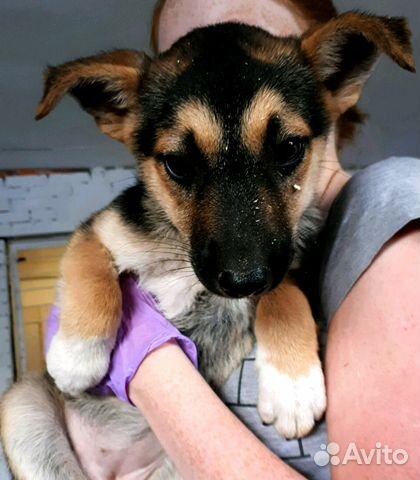 Овчаристый парень