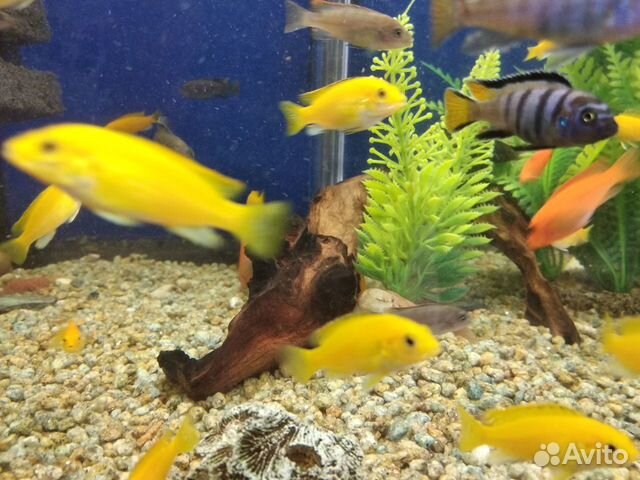 Продам цихлид