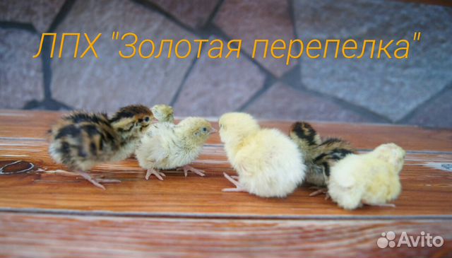 Молодняк перепелок