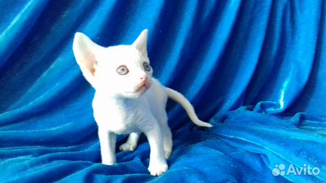 Добрый котик