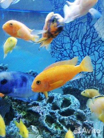 Цихлиды и сомики