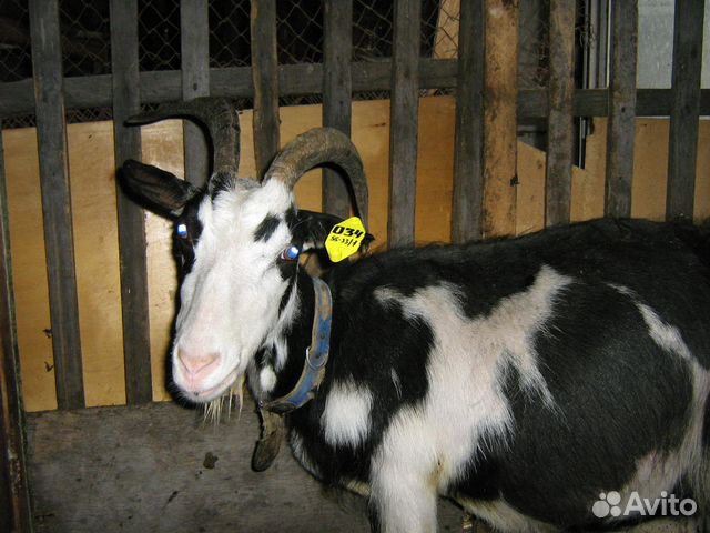 Коза Альпийка