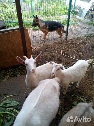 Козочки и козел
