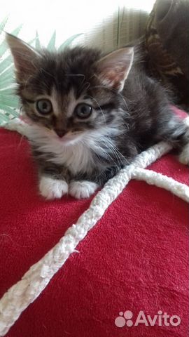 Пушистые котята в дар 1 мес