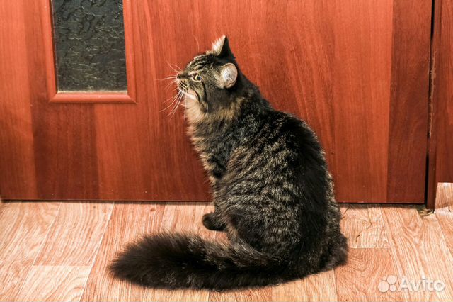 Молодой котик подросток Вивьен