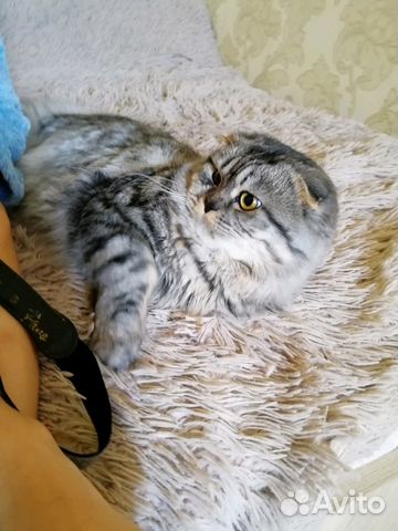 Кот,Шотландец вислоухий