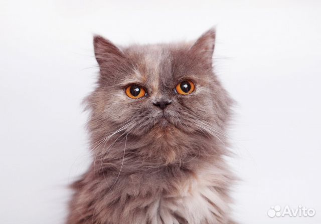 Трогательная Бэтти ищет дом