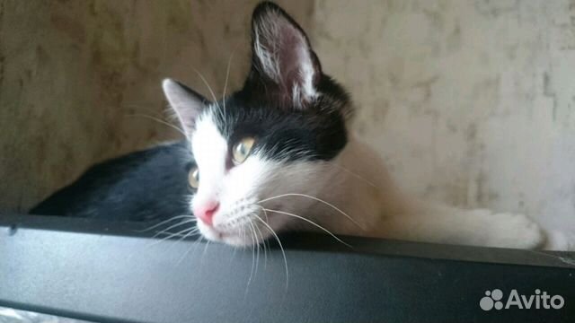 Котенок-подросток Шуня, 8 месяцев