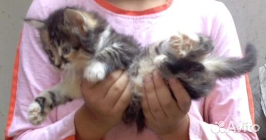 Очень красивые котята