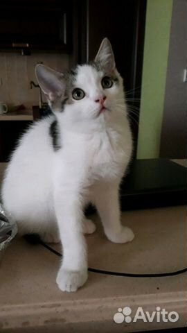 Котенок ищет домик Родился 6 июля