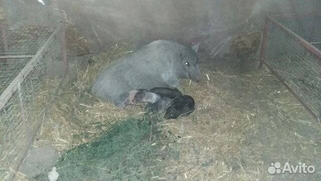 Вьетнамские поросята