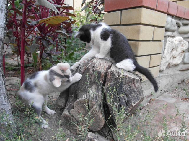 Красивые котята ждут своего хозяина (хозяйку)