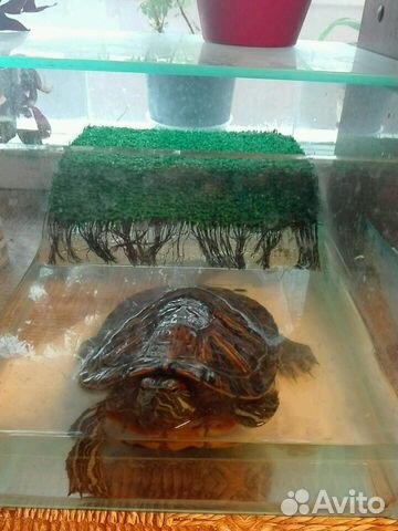Черепаха водяная