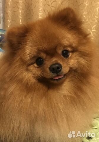 Вязка Шпиц мальчик