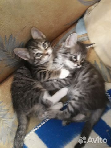 Полупородистый котенок