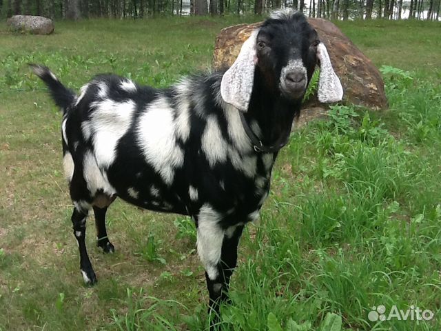 Козел Англо-Нубийский 100