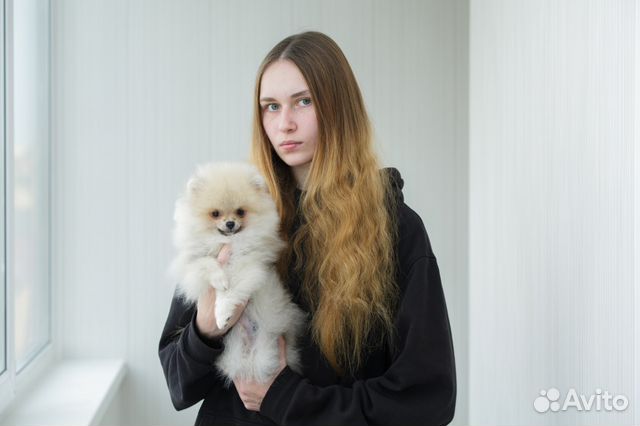 Щенки шпица